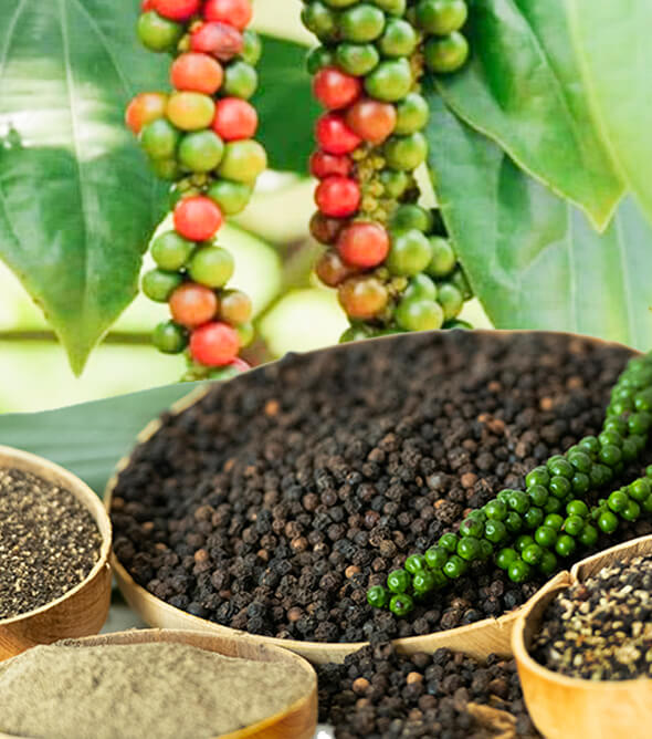 Ceylon Black Pepper - Elimgroup