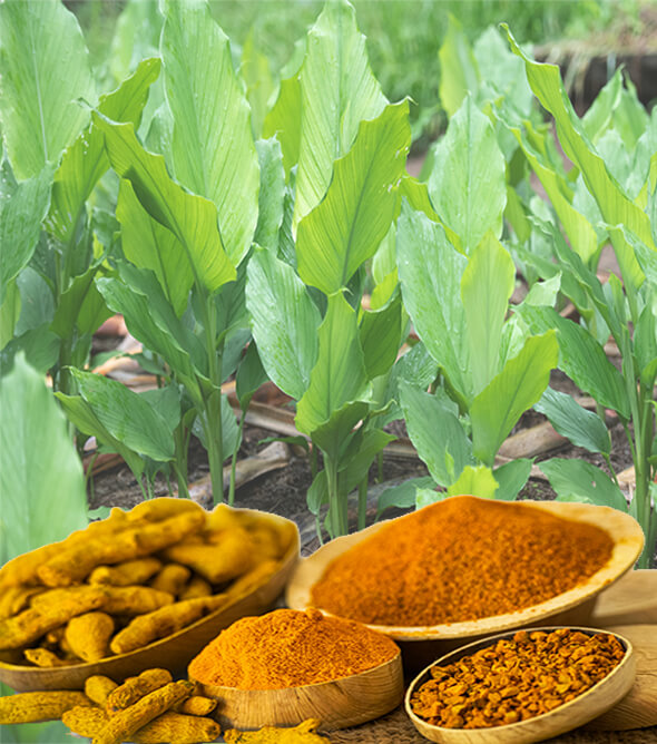 Ceylon Turmeric - Elimgroup